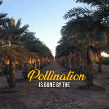 Agencia de Publicidad Mexicali | Mango Digital